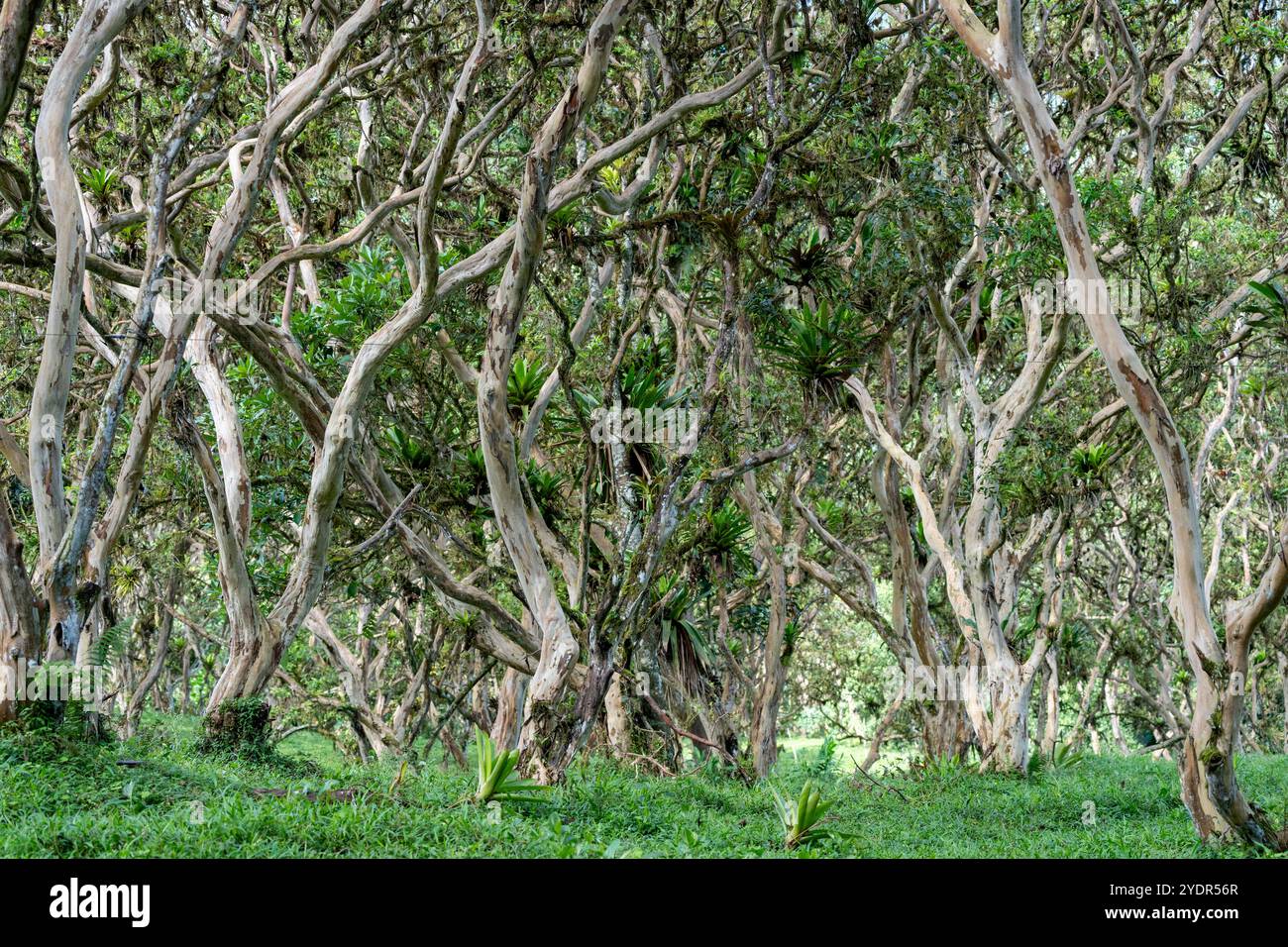 Dense grove of guava trees with twisting branches covered in moss and ...
