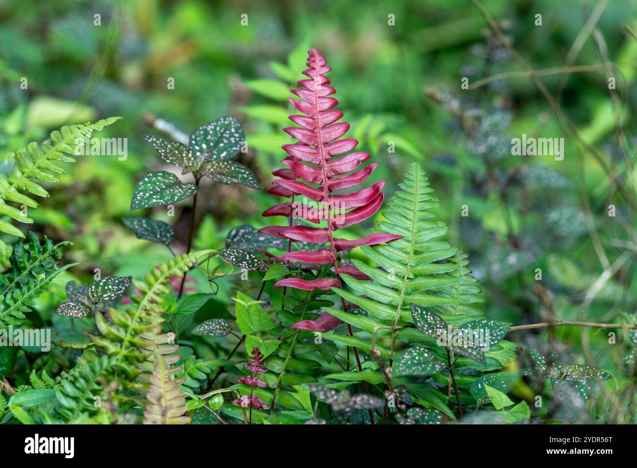 Bright red and green ferns growing amidst variegated leaves in Mindo ...
