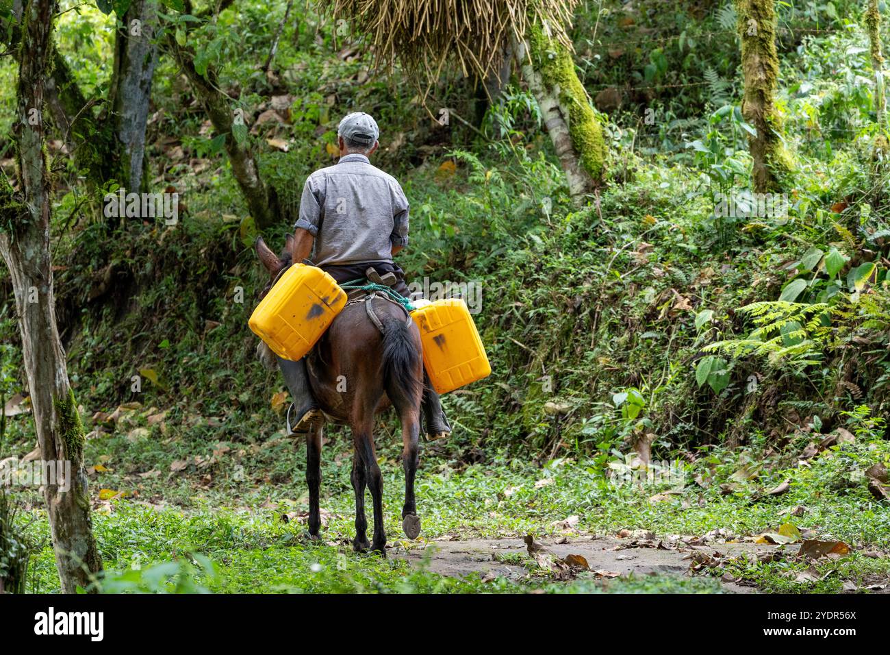 A man in a gray shirt and hat riding a donkey with two large yellow ...