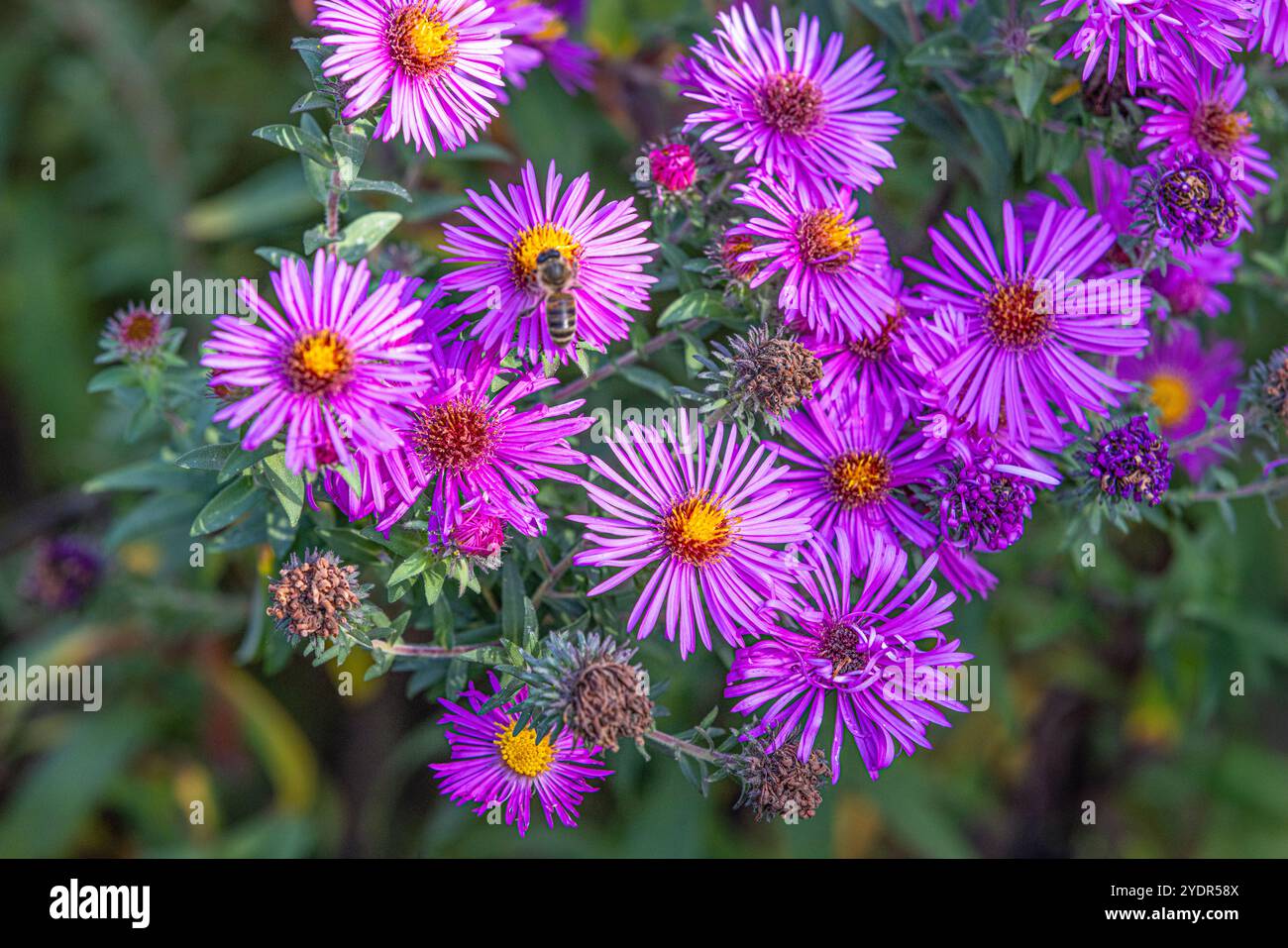 Symphyotrichum novae-angliae is a species of flowering plant in the ...