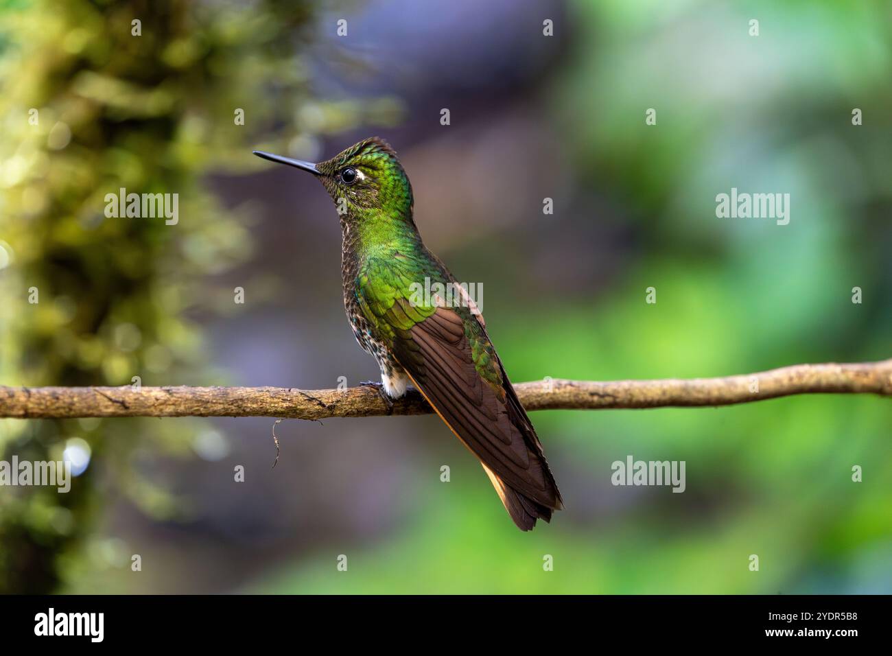 Buff-tailed coronet hummingbird facing left. Back view with left wing ...