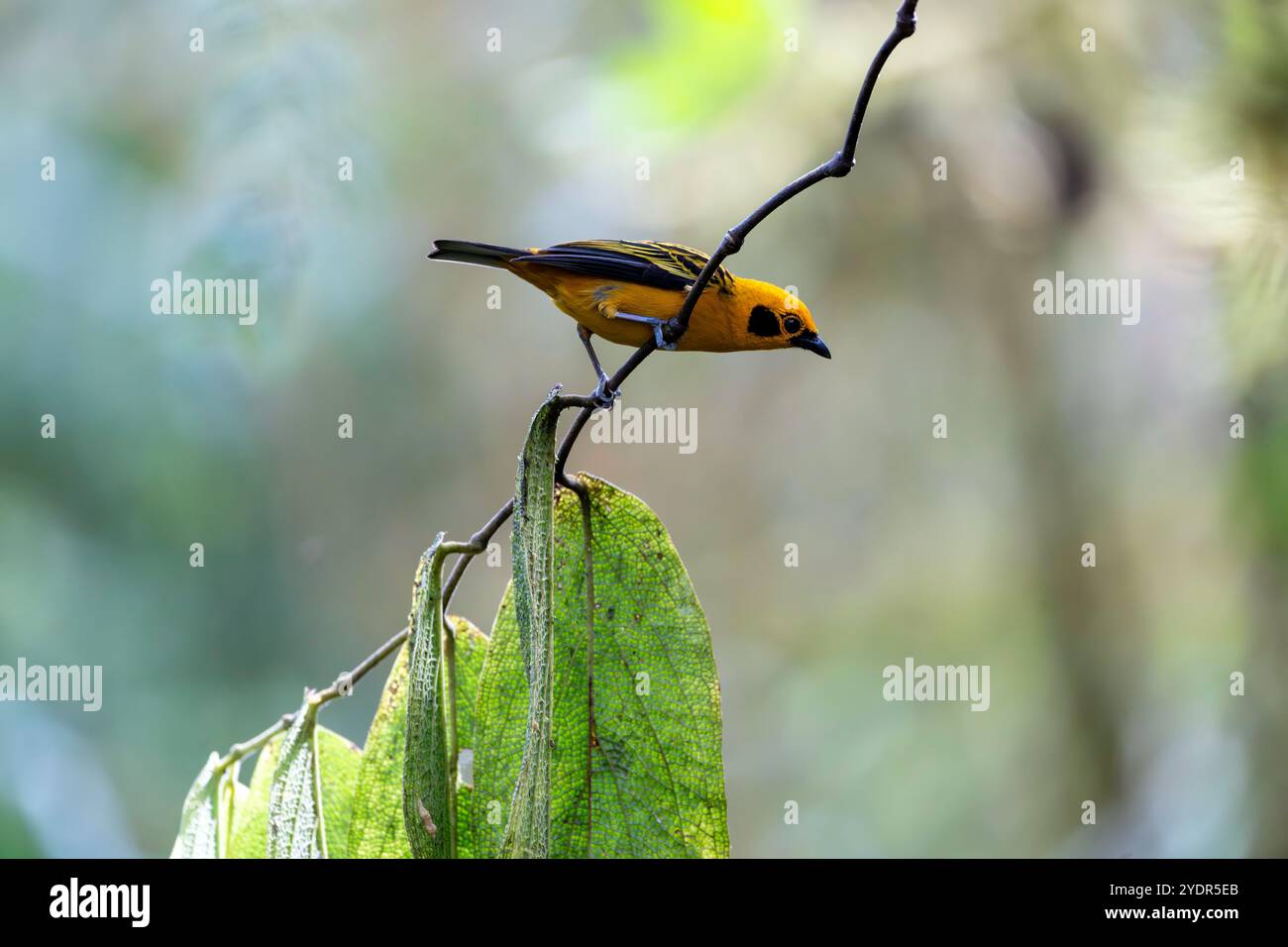 Golden tanager perched on a delicate plant stem with light green leaves ...