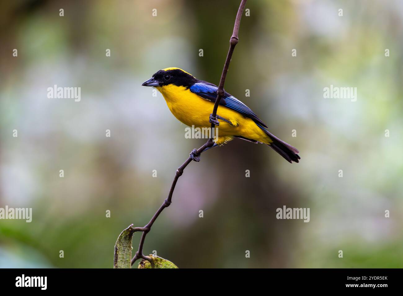 Blue-winged mountain tanager perched on a thin branch. In profile ...