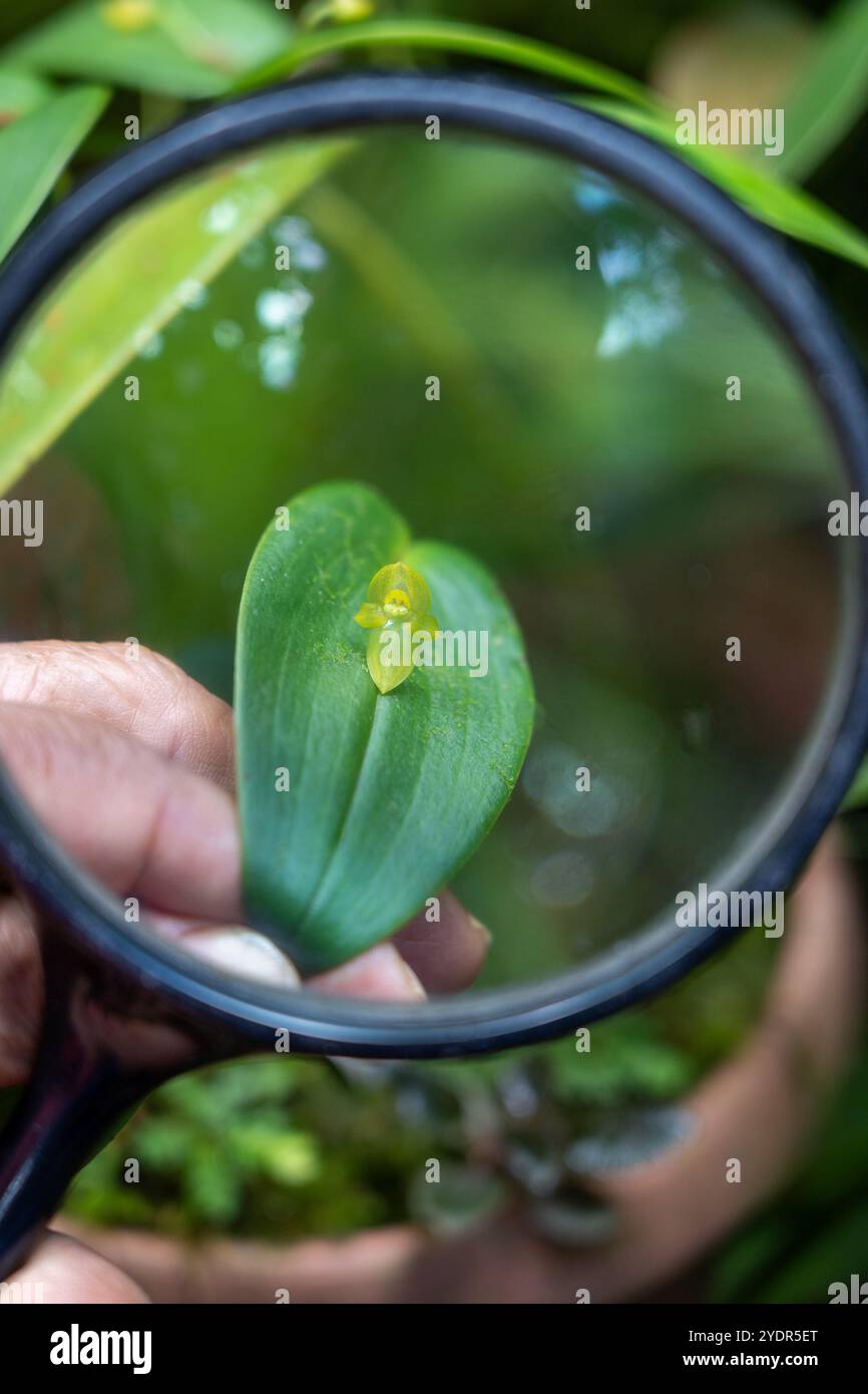 Epiglottis hi-res stock photography and images - Alamy