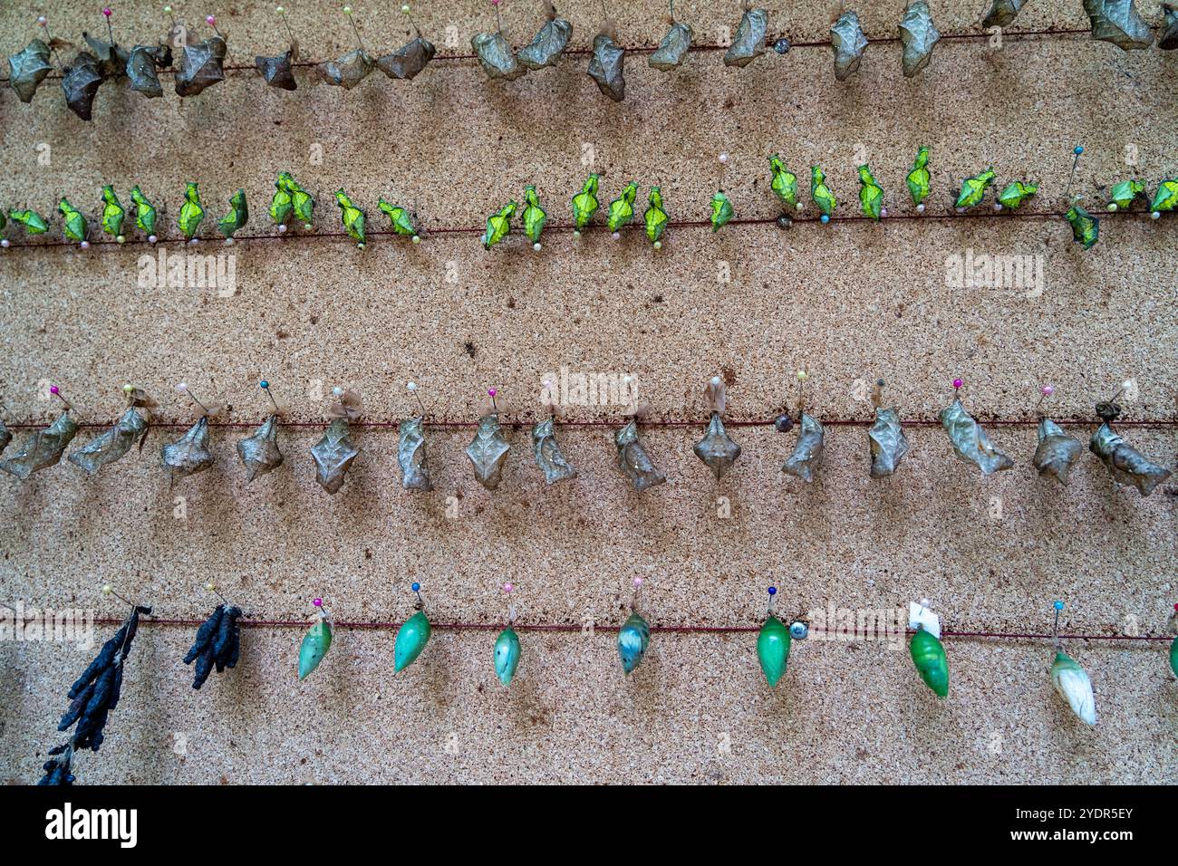 Butterflies in mindo ecuador hi-res stock photography and images - Alamy