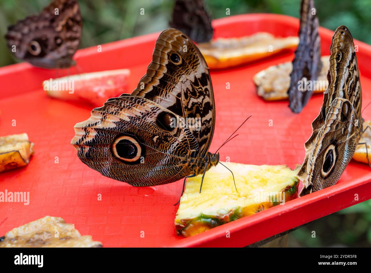 Owl butterflies (caligo atreus) eating fruit from a red tray inside of ...
