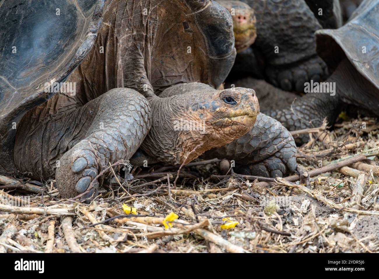 Close-up of an adult galapagos giant tortoise at the Charles Darwin ...