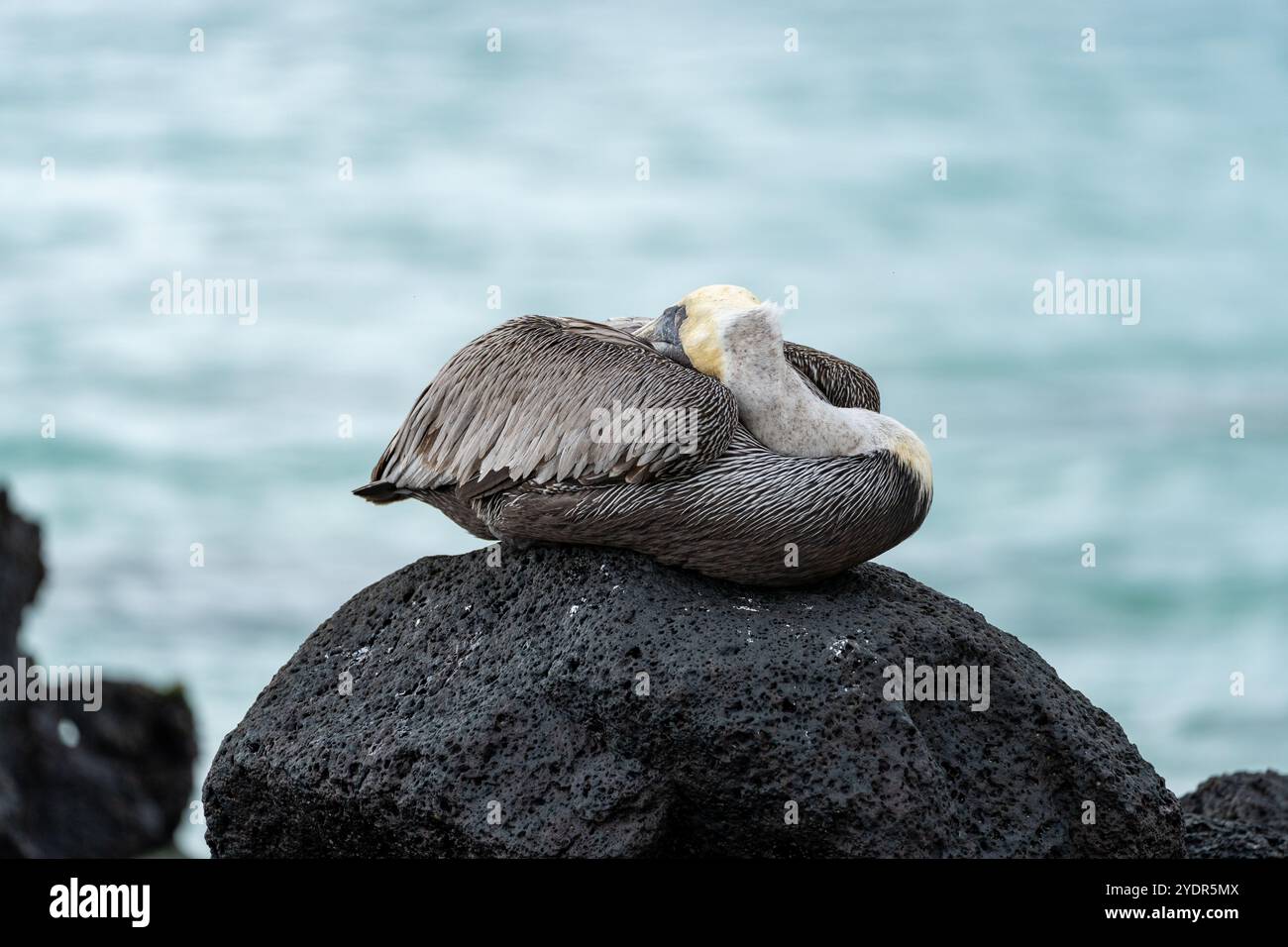 Resembling porous hi-res stock photography and images - Alamy