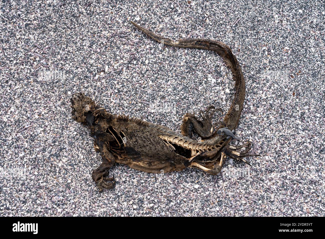 Remains of a dead marine iguana contorted over small rocks. A small ...