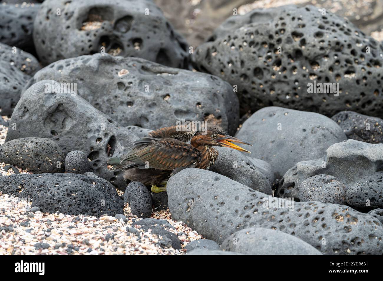Juvenile lava heron calling for its mother while nestled between large ...