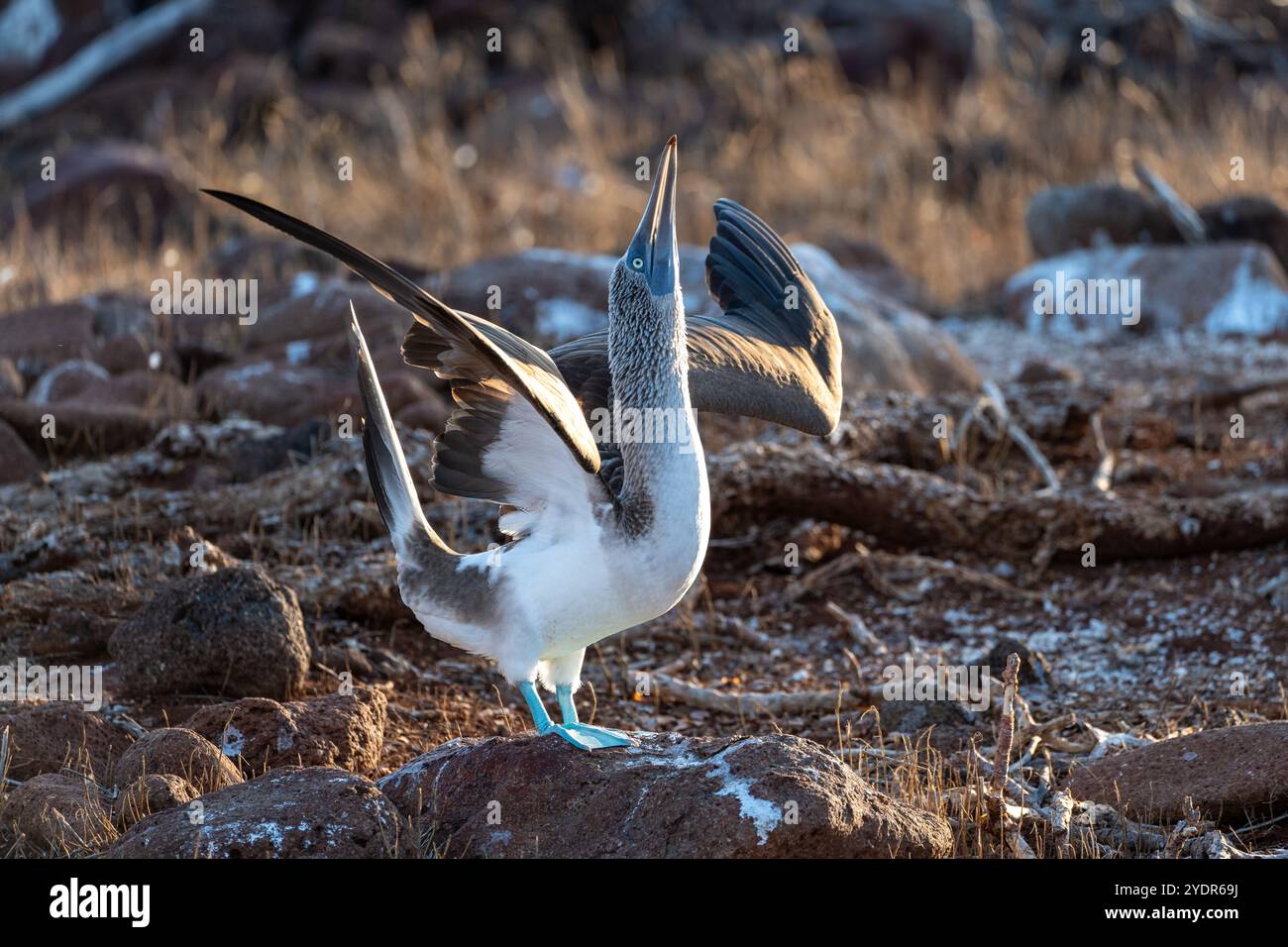 Blue-footed booby strikes a dramatic pose with head up and wings ...