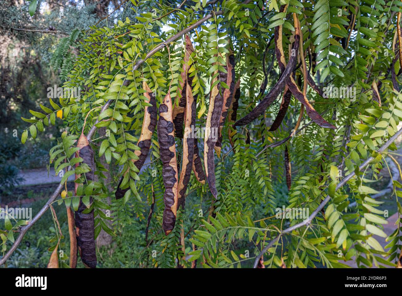 Carob tree , fresh green carob berries carob healthy food, Ceratonia ...