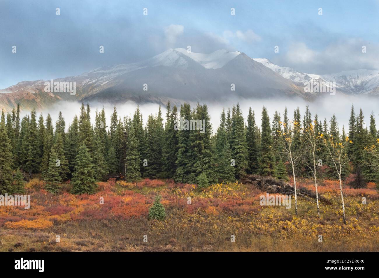 Autumn Colors, Denali National Park, Alaska Stock Photo - Alamy