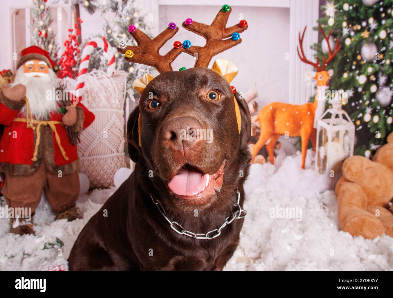 Black labrador puppy christmas hi-res stock photography and images - Alamy