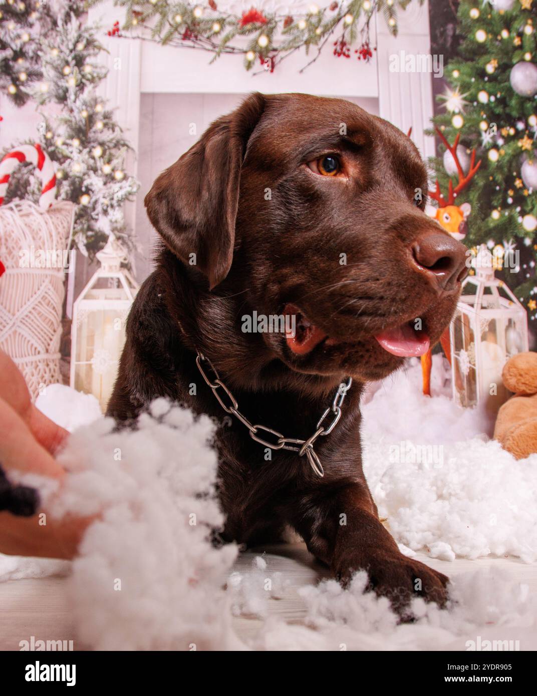 Black labrador puppy christmas hi-res stock photography and images - Alamy