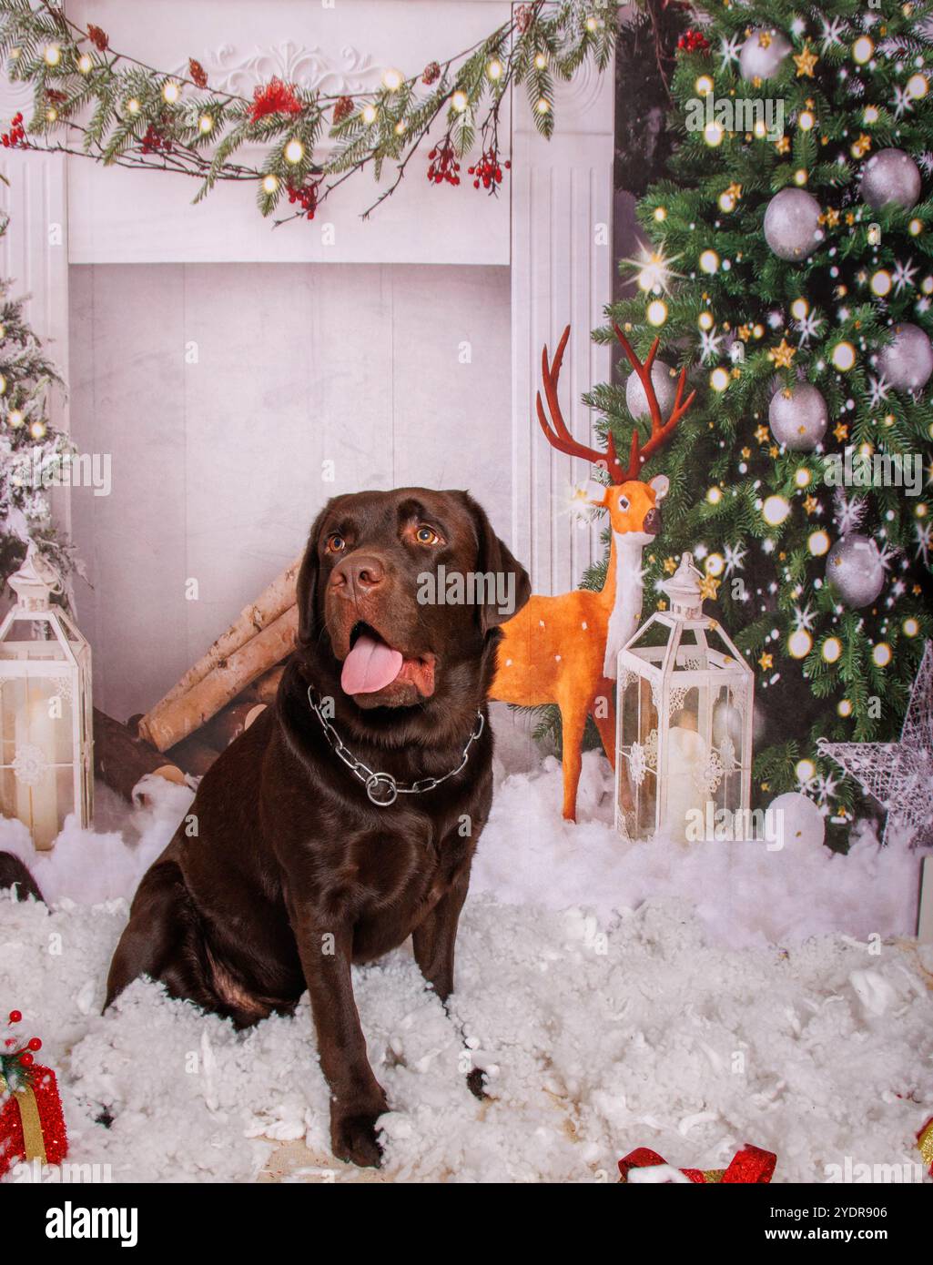 Christmas photo session on chocolate Labrador dog in professional ...