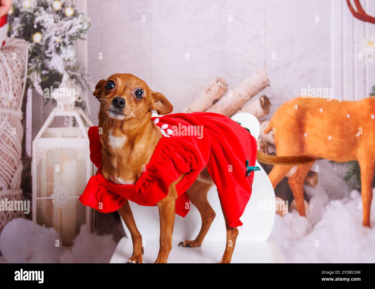 Chihuahua dog, Christmas photo session in cozy atmosphere Stock Photo ...