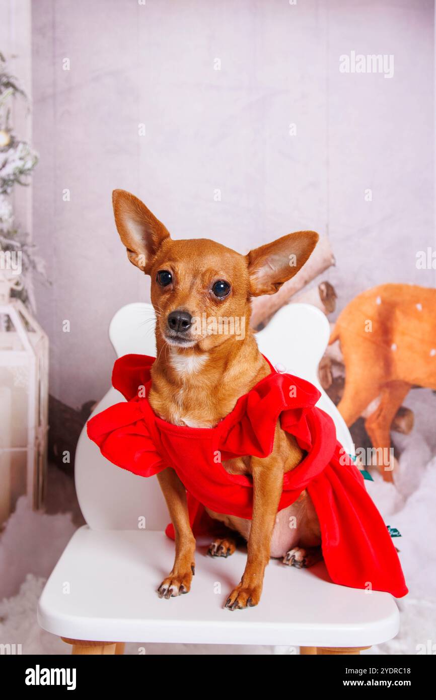 Chihuahua dog, Christmas photo session in cozy atmosphere Stock Photo ...