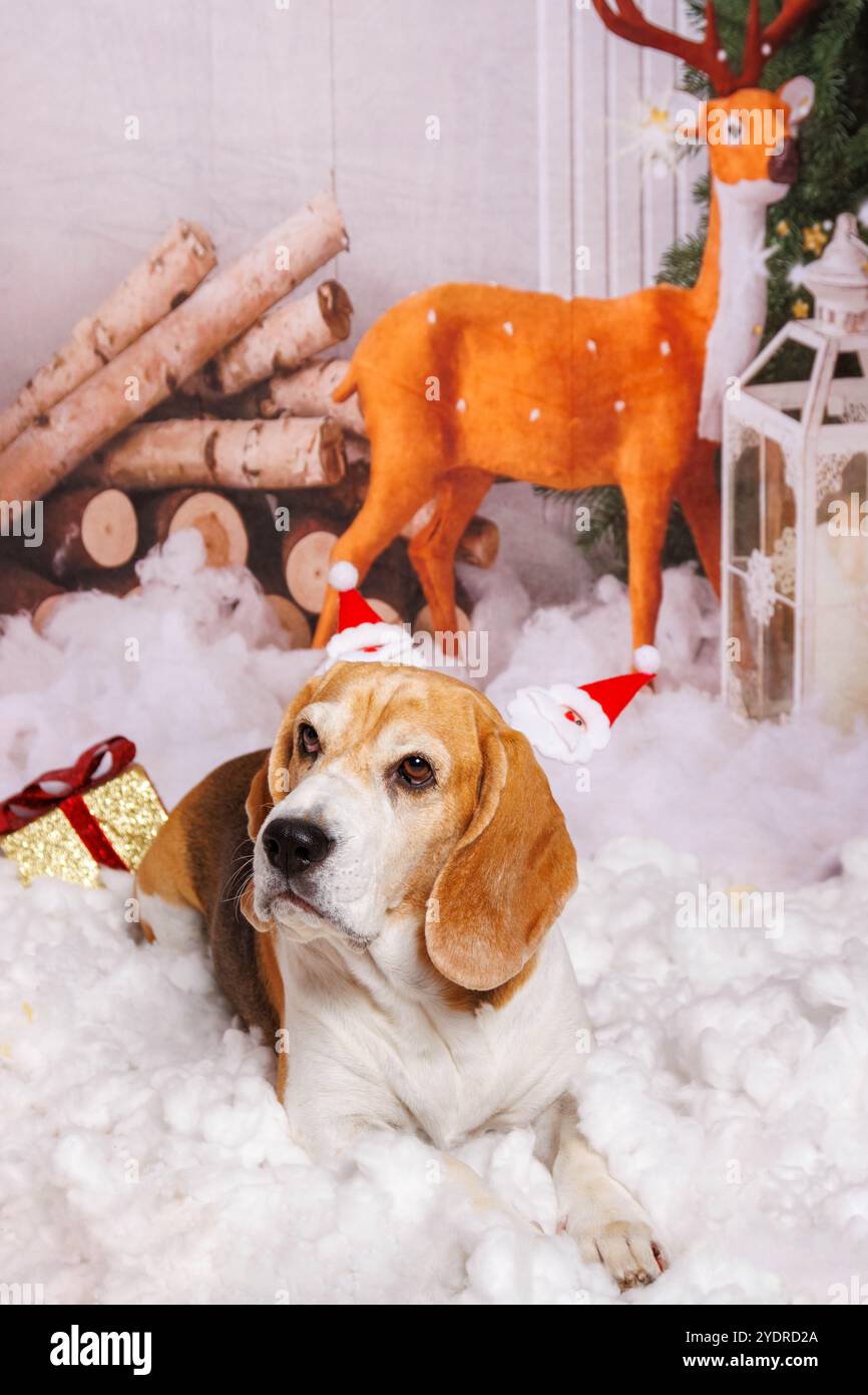 Beagle dog, Christmas photo session in cozy atmosphere Stock Photo - Alamy