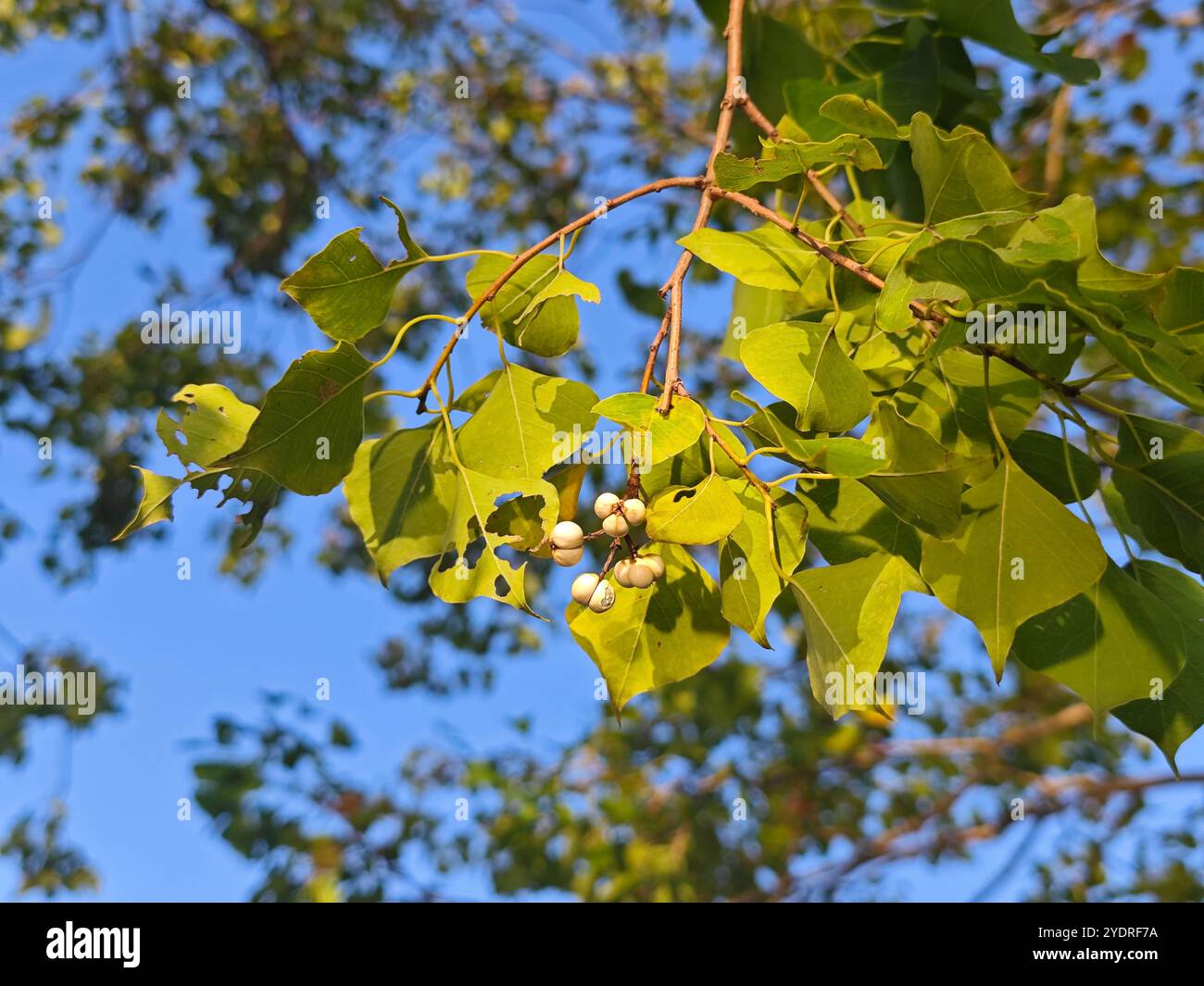 the seed of Triadica sebifera with green leaves in sunny afternoon ...