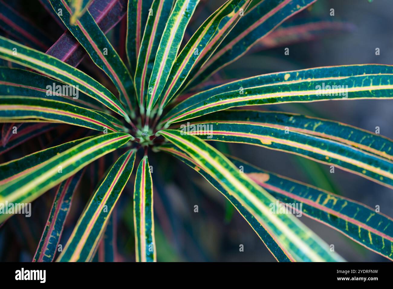 Fragment of striking plant showcases long, narrow leaves with vibrant green and yellow stripes ...