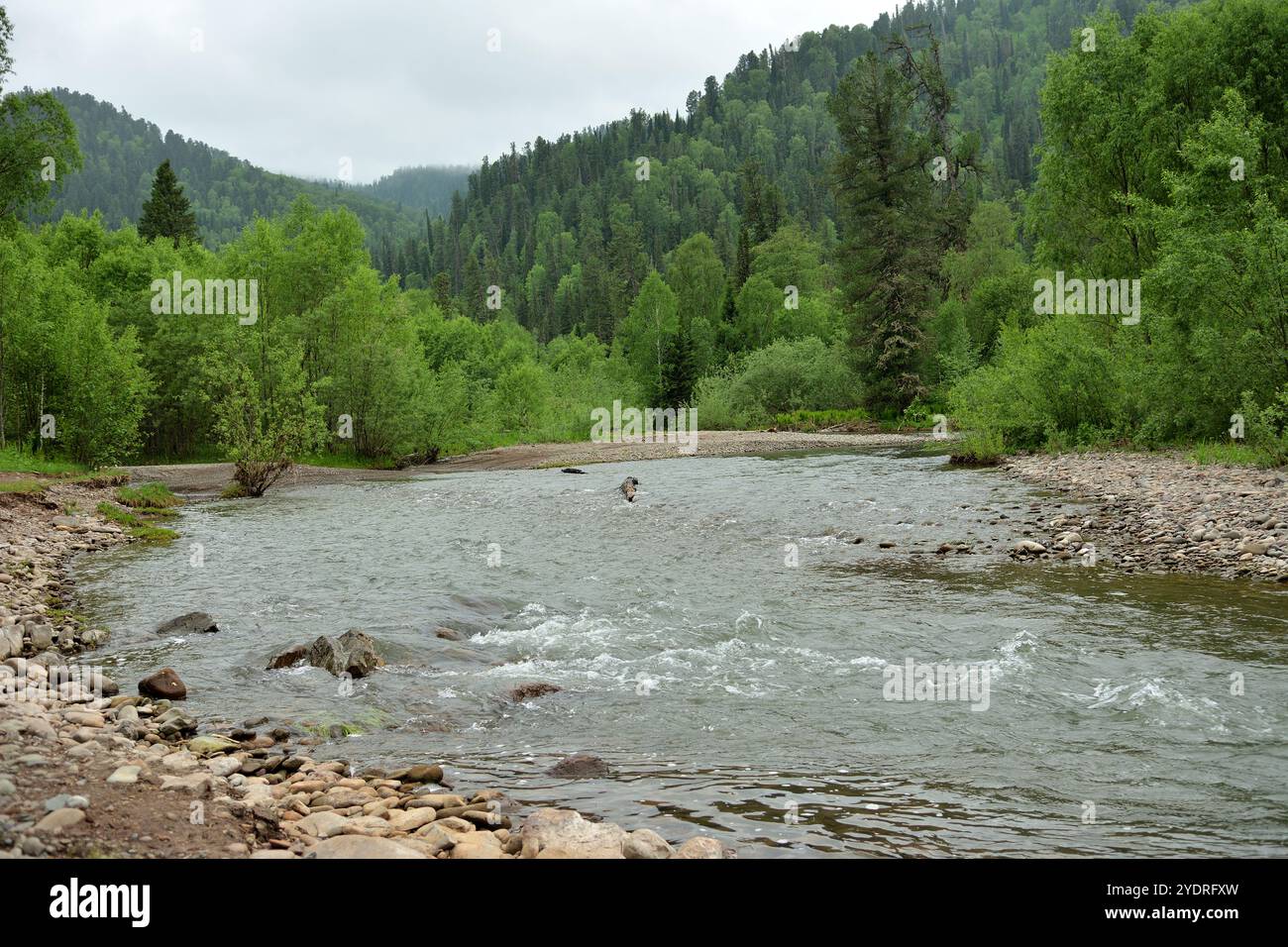 Curved river flows through dense hi-res stock photography and images ...