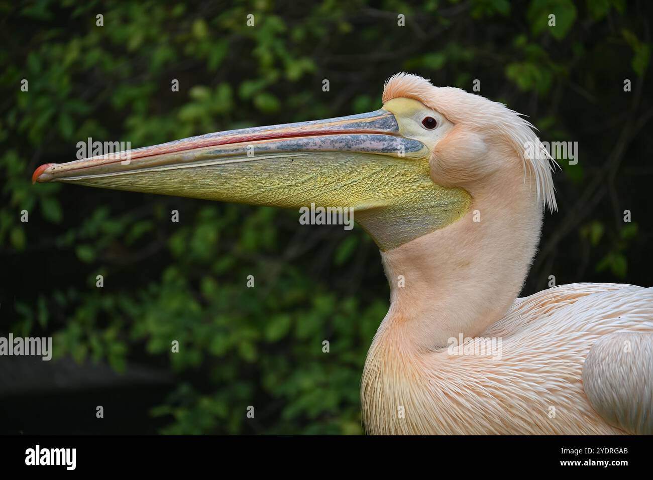 Close-up profile of a great white pelican with a green leafy background ...