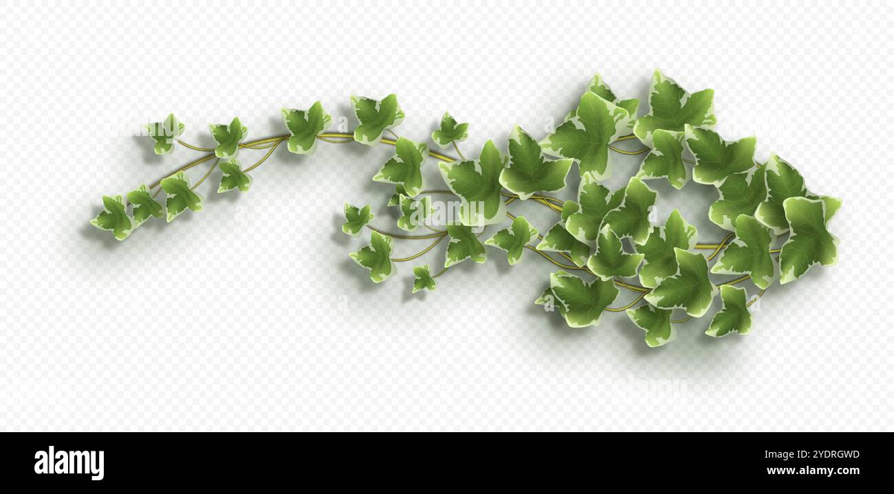 Ivy vine with lush green leaves. Hedera trailing branch Stock Vector ...