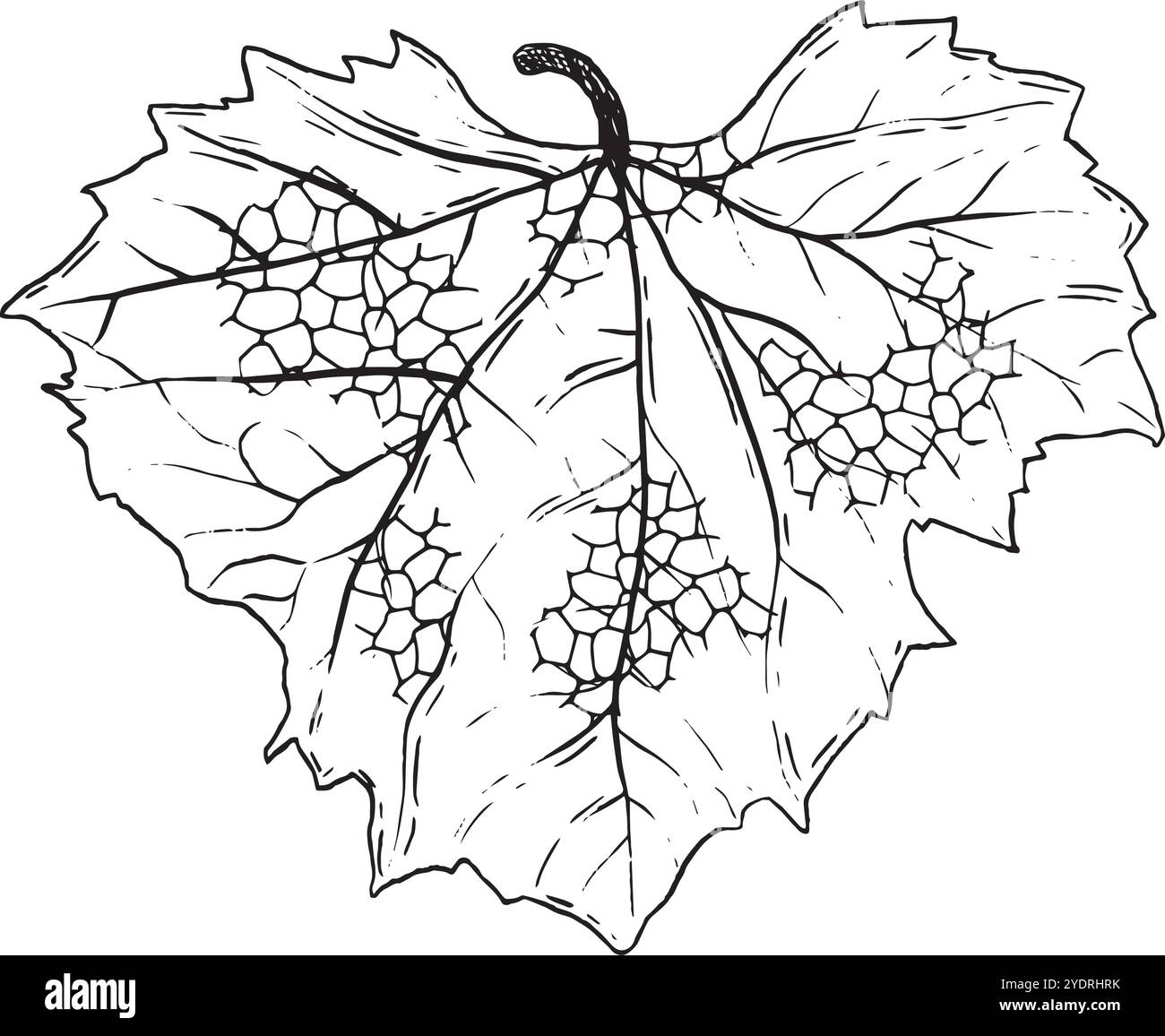 Intricate plant clusters hi-res stock photography and images - Alamy