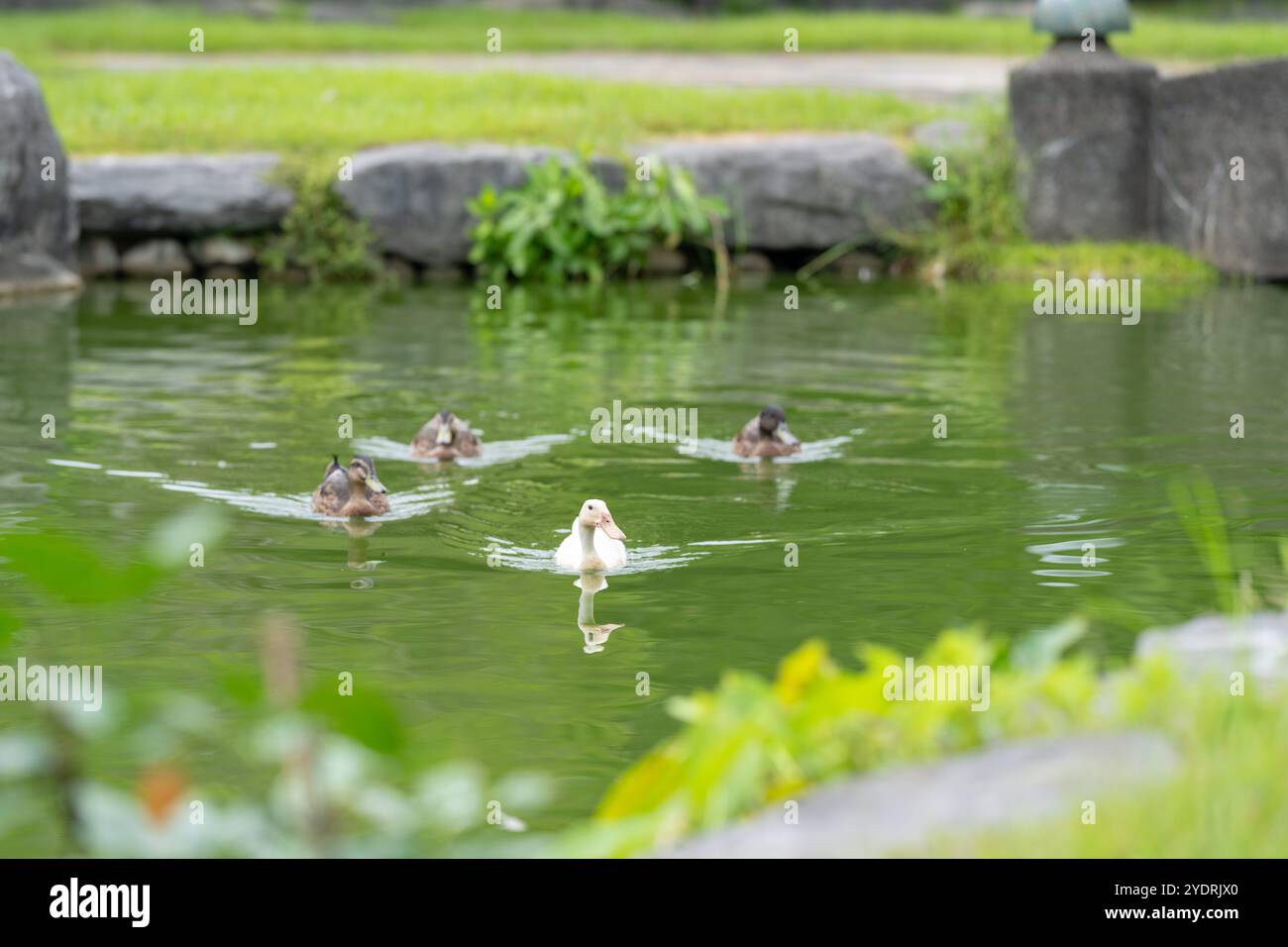 Group of ducks are swimming in a pond. There are four ducks in the ...
