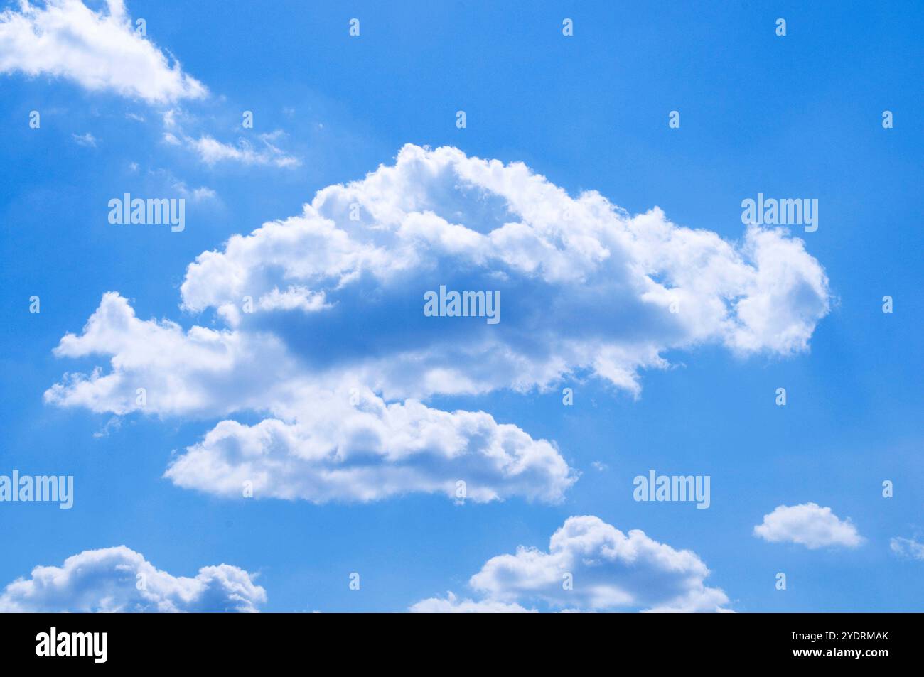 Turtle shell and bamboo Stock Photo - Alamy