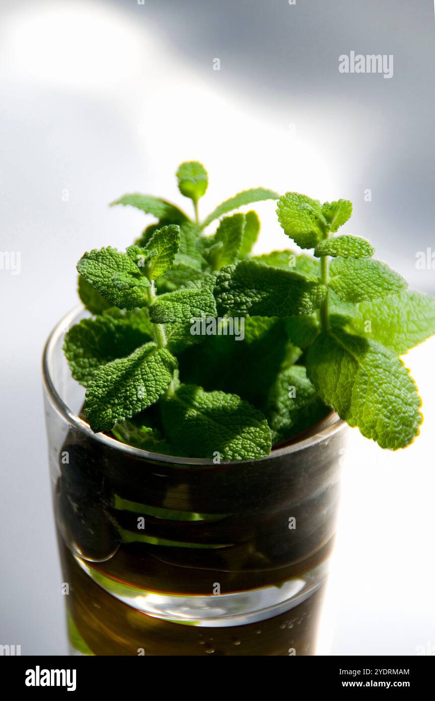 Herb of mint hi-res stock photography and images - Alamy