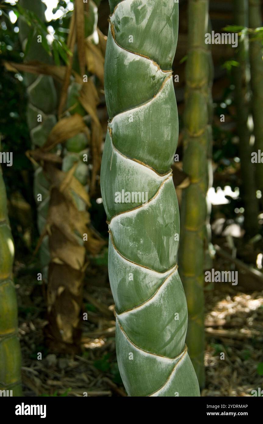 Turtle shell and bamboo Stock Photo - Alamy