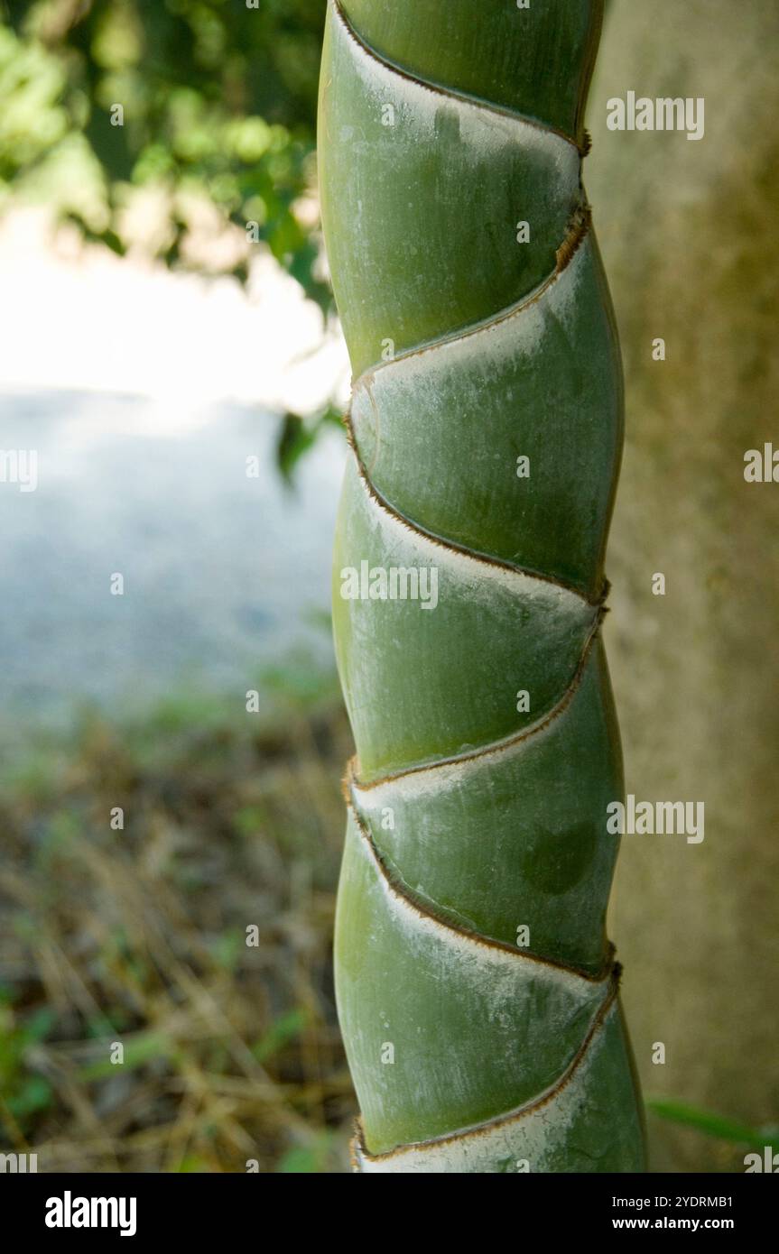 Turtle shell and bamboo Stock Photo - Alamy