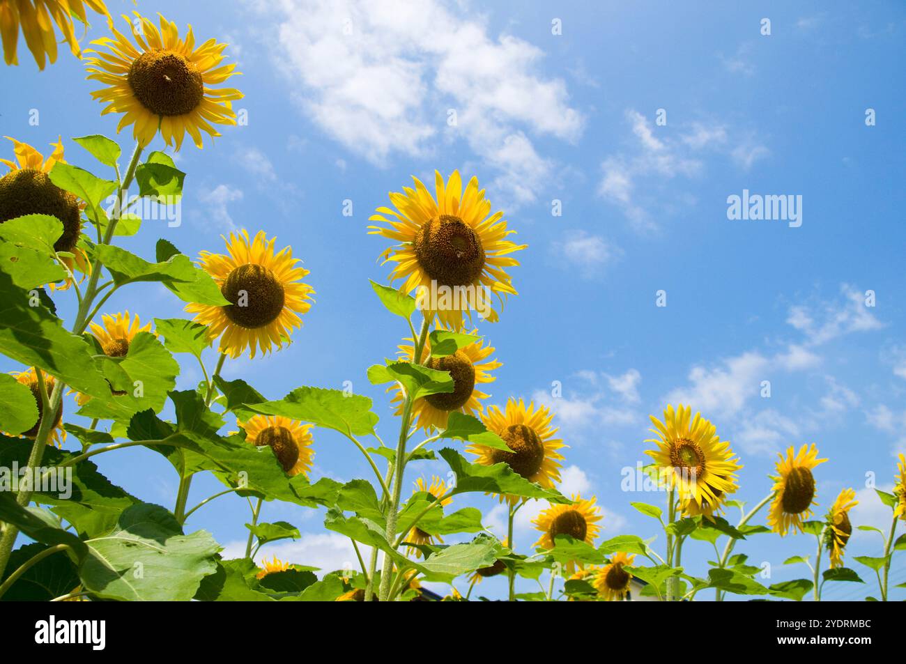 Water transmission lines and pylons Stock Photo - Alamy