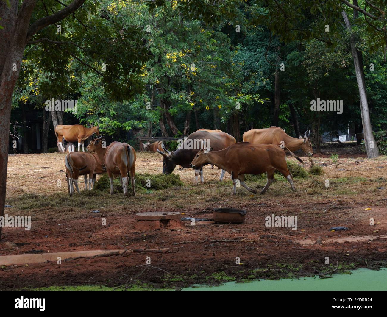 Banteng Herd Feeding in EnclosureBanteng Herd Feeding in Enclosure ...