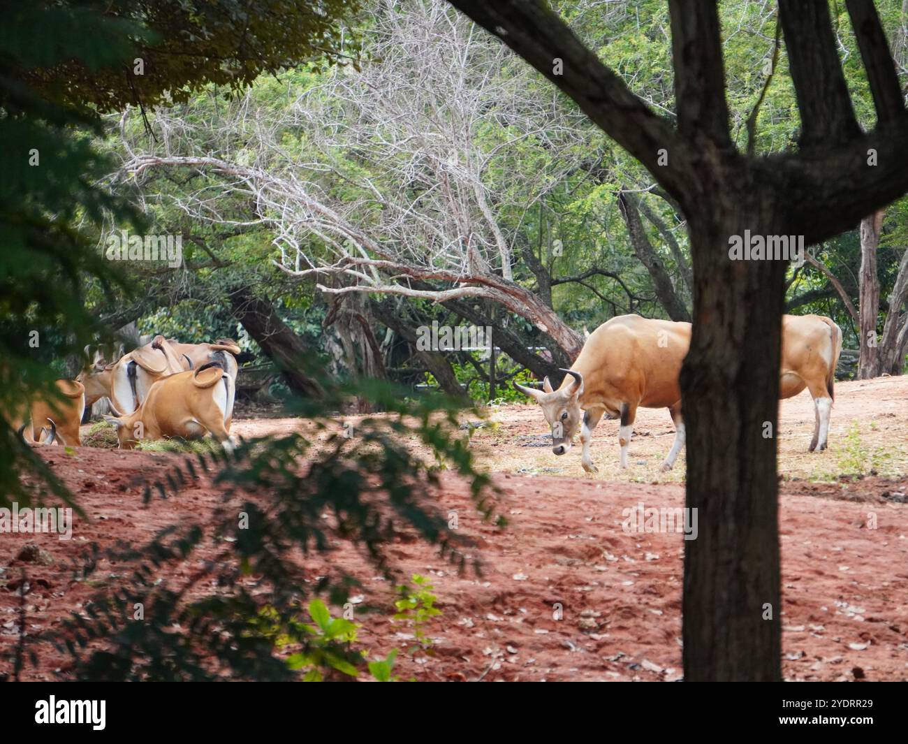 Banteng Herd Feeding in EnclosureBanteng Herd Feeding in Enclosure ...