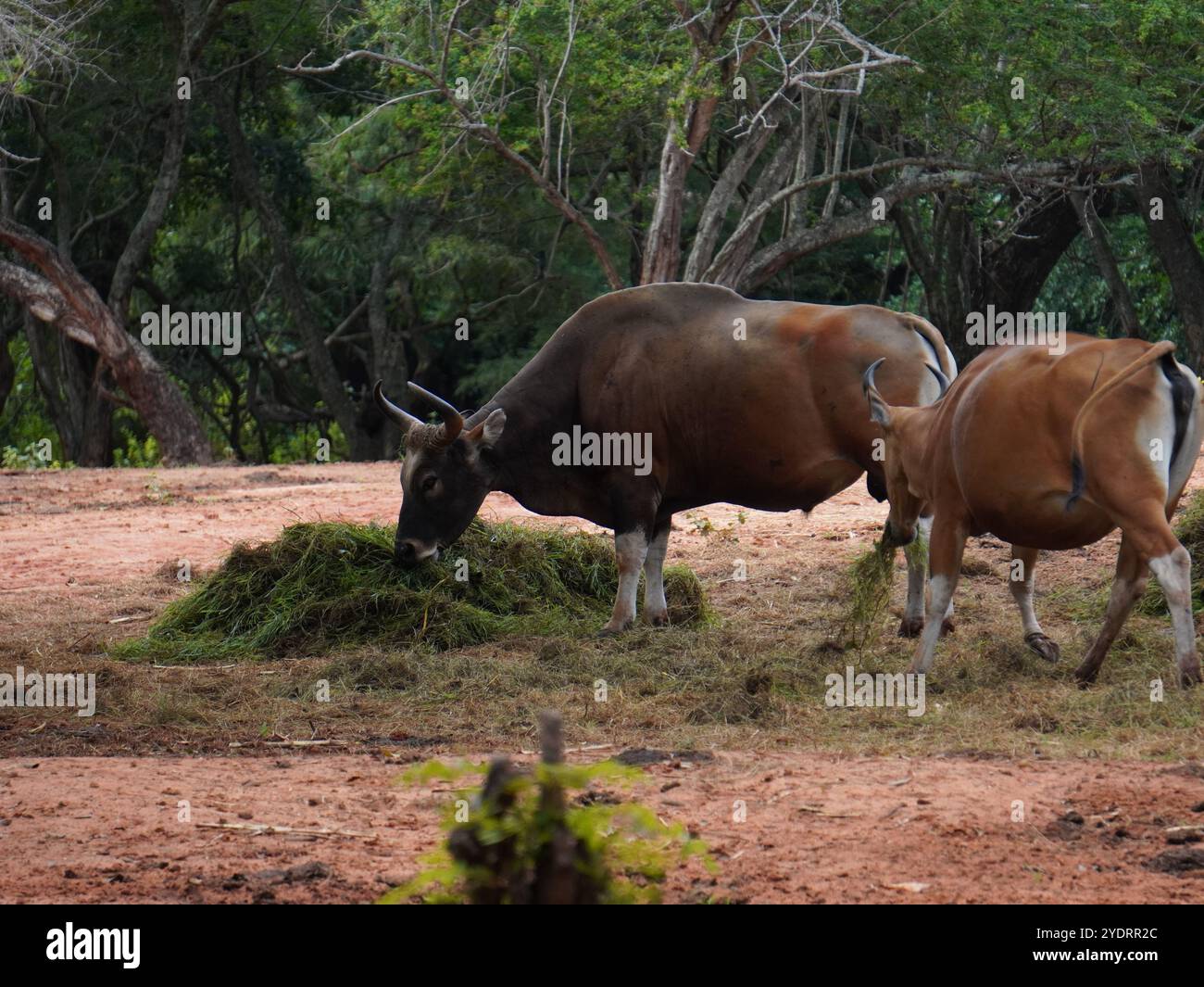 Banteng Herd Feeding in EnclosureBanteng Herd Feeding in Enclosure ...