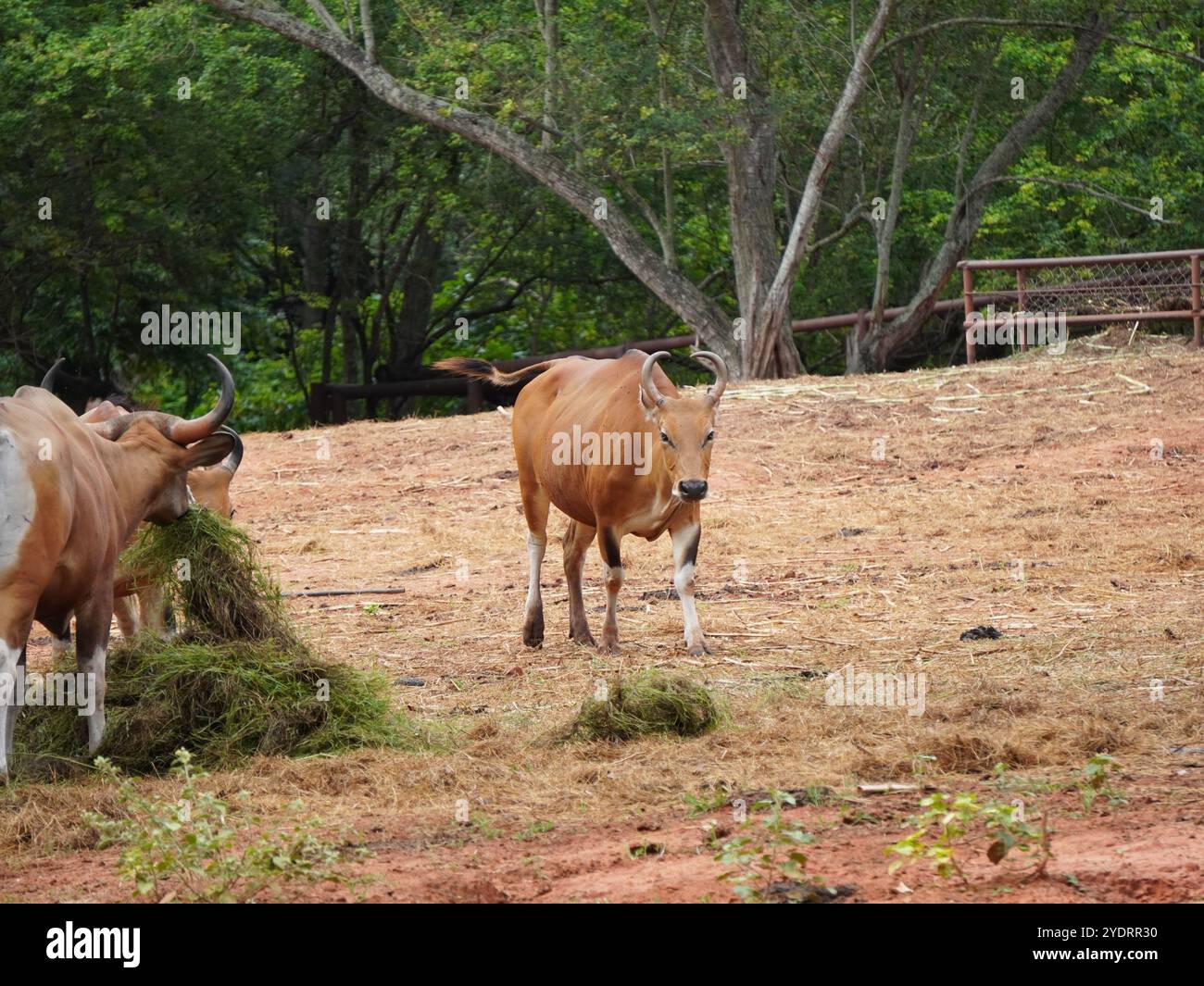 Banteng Herd Feeding in EnclosureBanteng Herd Feeding in Enclosure ...