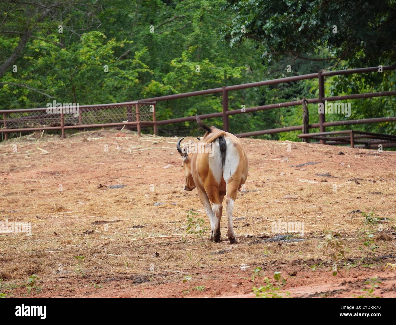 Banteng Herd Feeding in EnclosureBanteng Herd Feeding in Enclosure ...