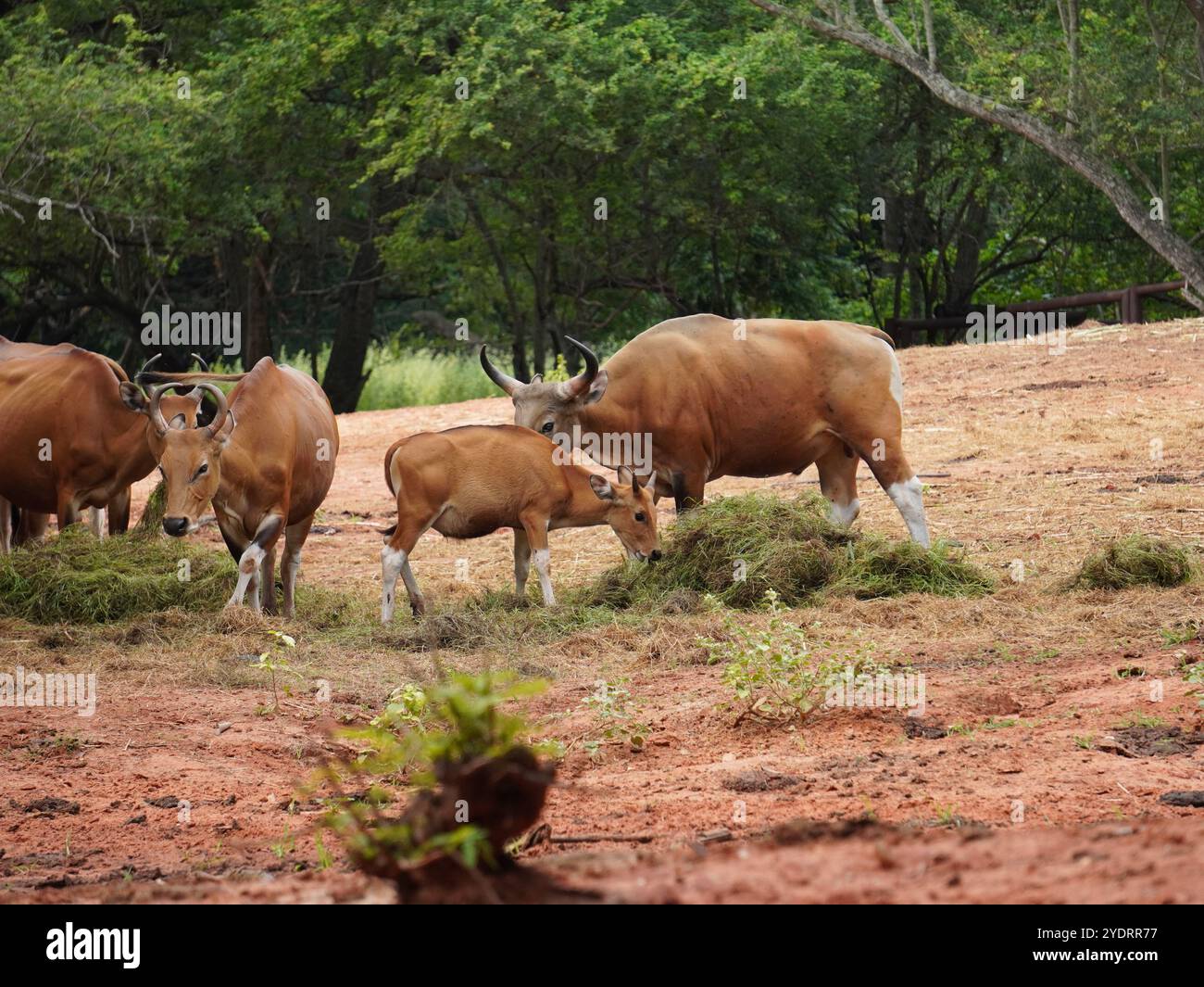 Banteng Herd Feeding in EnclosureBanteng Herd Feeding in Enclosure ...