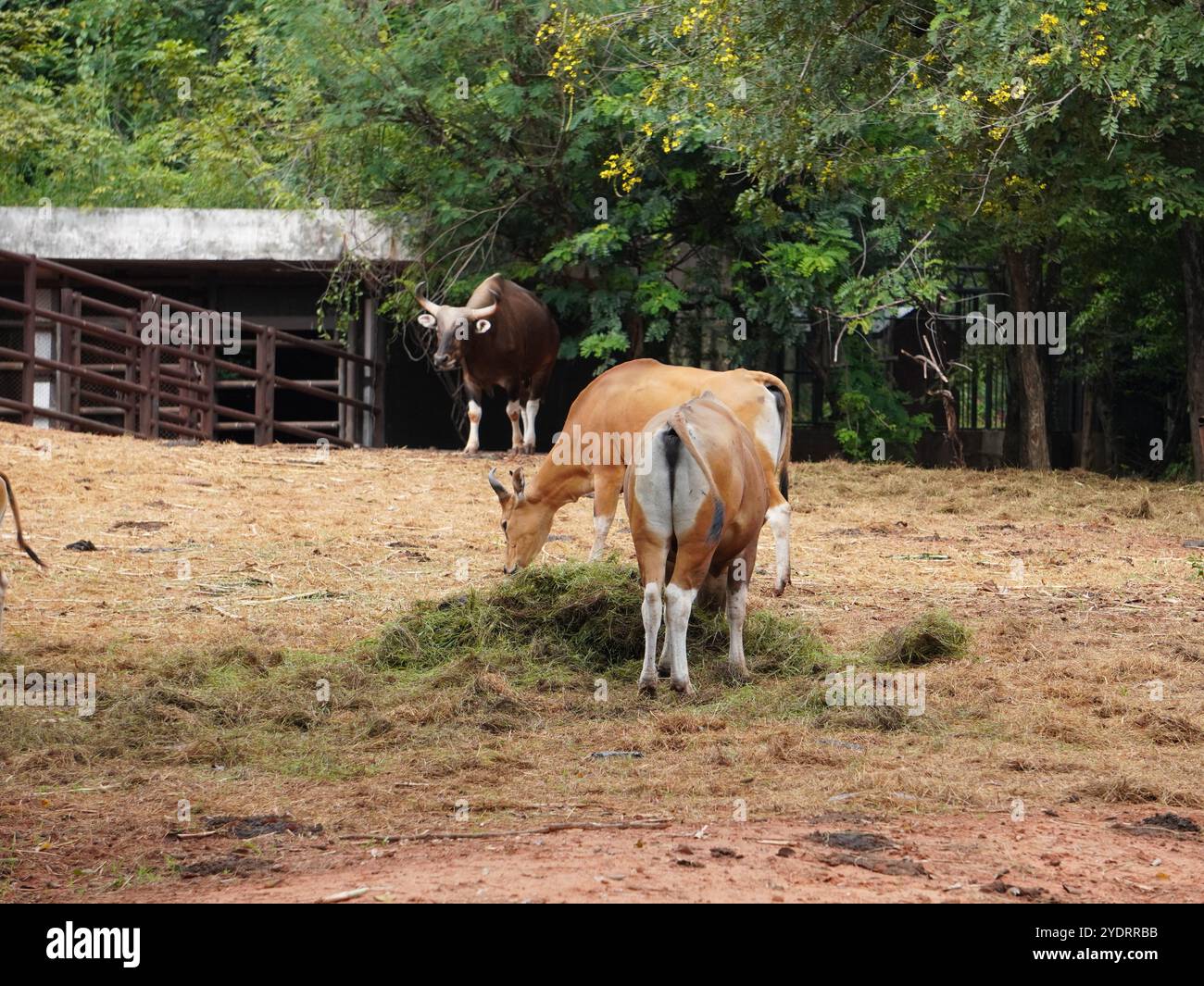 Banteng Herd Feeding in EnclosureBanteng Herd Feeding in Enclosure ...