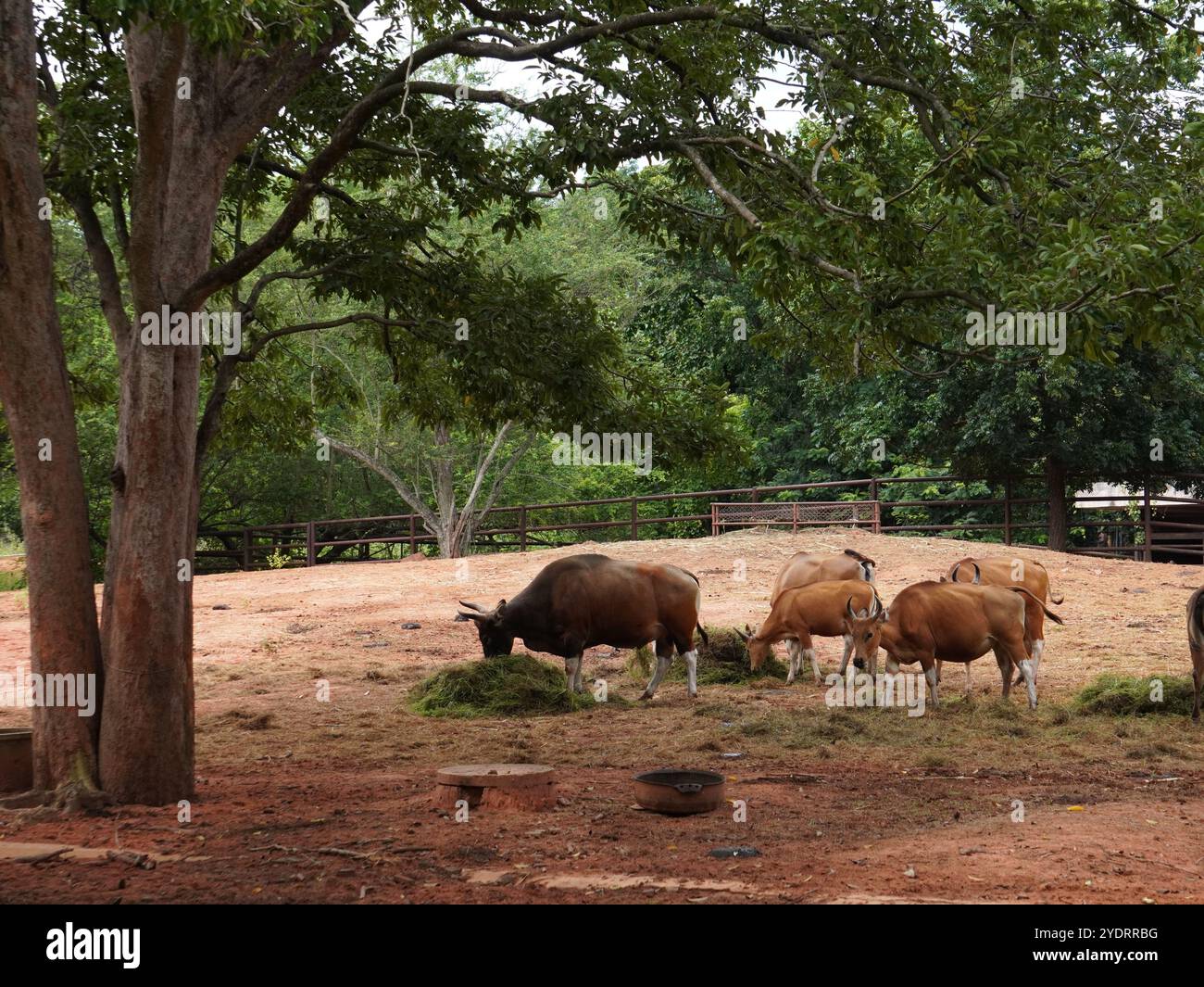 Banteng Herd Feeding in EnclosureBanteng Herd Feeding in Enclosure ...