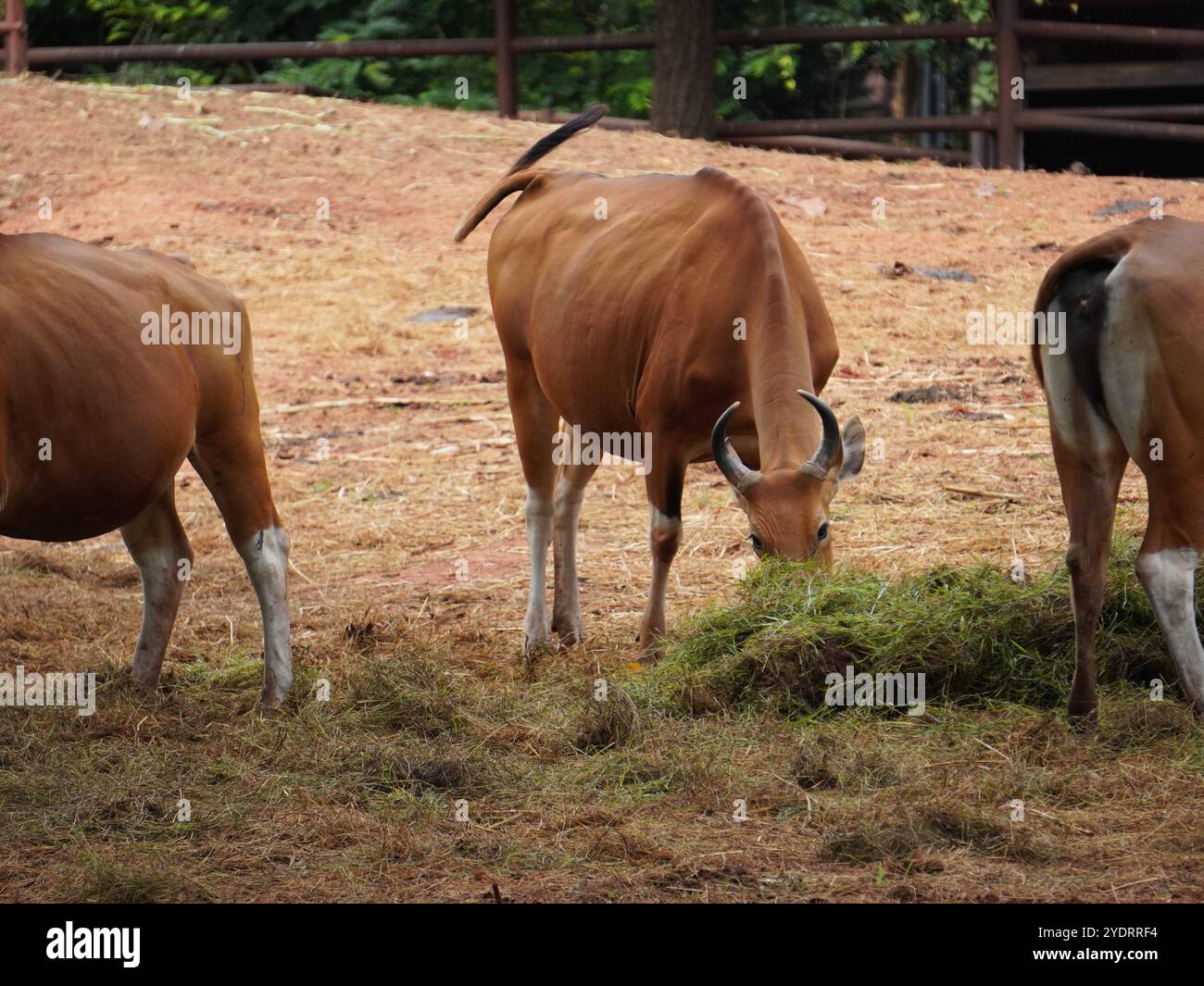 Banteng Herd Feeding in EnclosureBanteng Herd Feeding in Enclosure ...