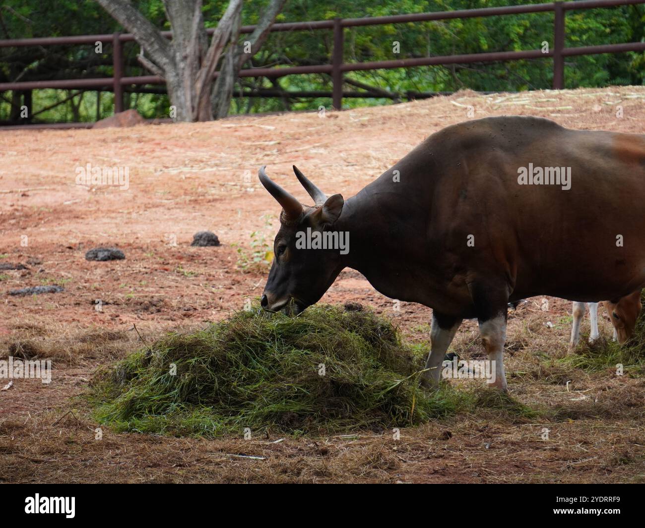 Banteng Herd Feeding in EnclosureBanteng Herd Feeding in Enclosure ...