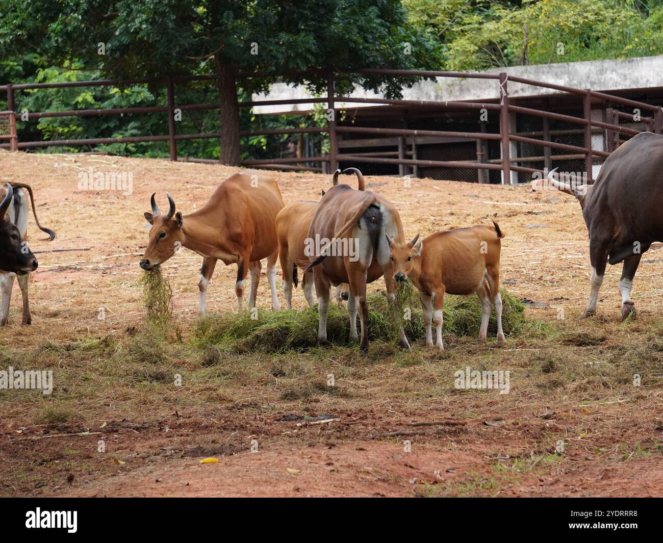 Banteng Herd Feeding in EnclosureBanteng Herd Feeding in Enclosure ...