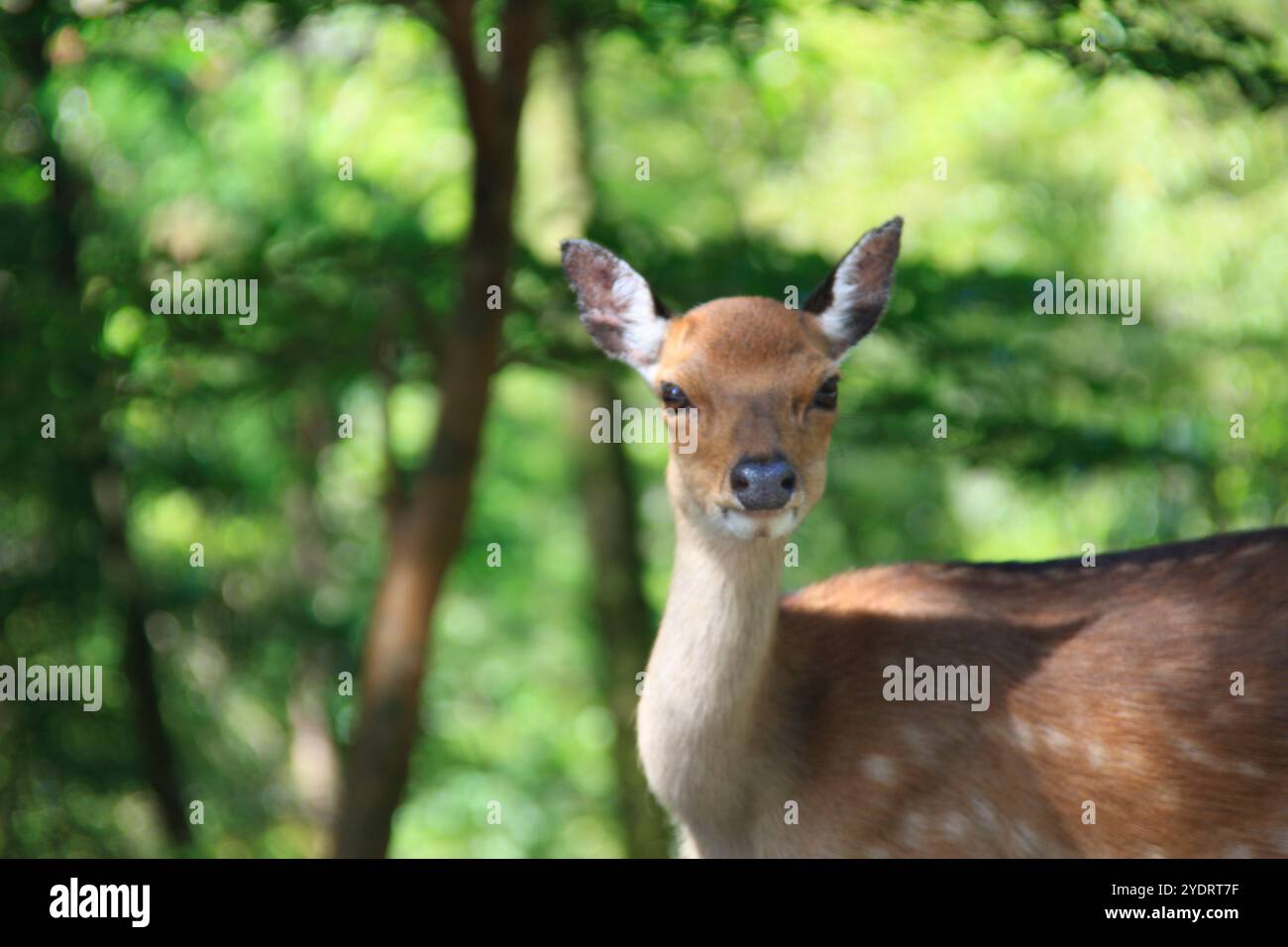Yakushima yaku deer hi-res stock photography and images - Alamy