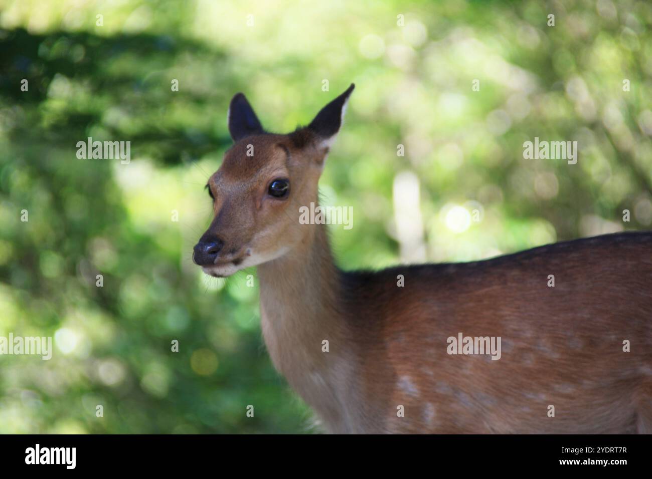 Yakushima yaku deer hi-res stock photography and images - Alamy