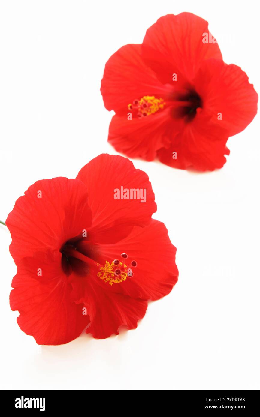 Asia hibiscus flower Cut Out Stock Images & Pictures - Alamy