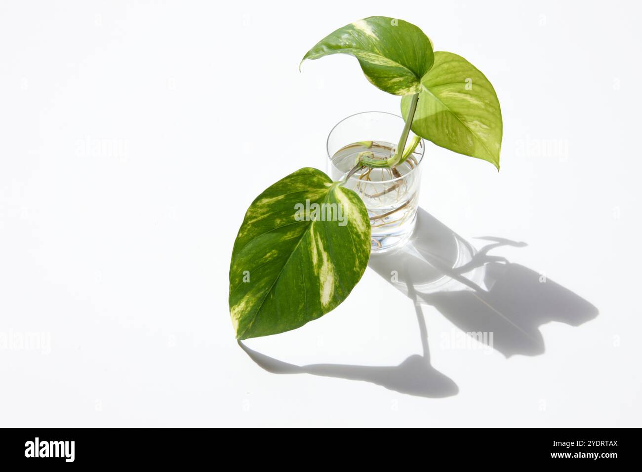 Topos hi-res stock photography and images - Alamy